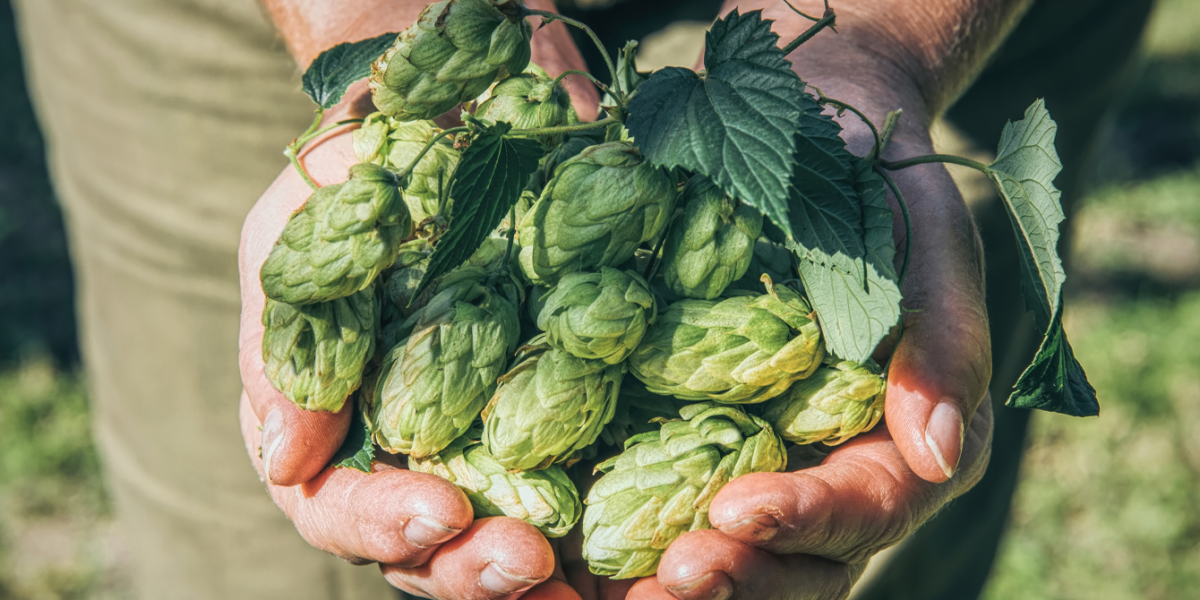 Brewery Spent Hops (BSH) in a Circular Economy - First Key Consulting