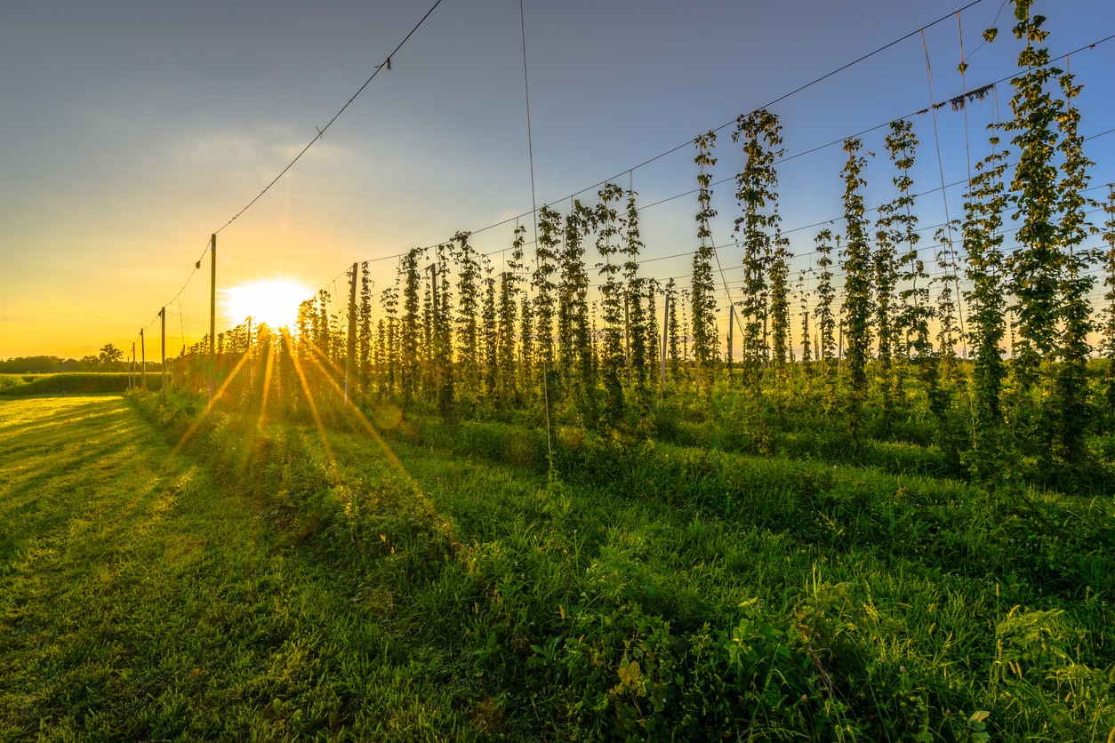 Innovative Project: Integrated Hops, Barley and Grain Processing ...